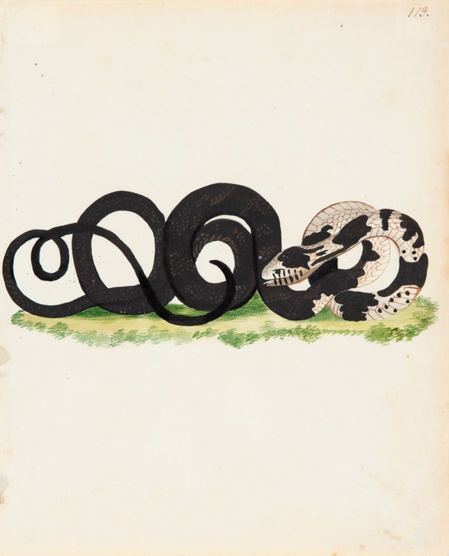 Royal Snake (Spalerosophis atriceps) [Preserved Snake or Dehydrated]