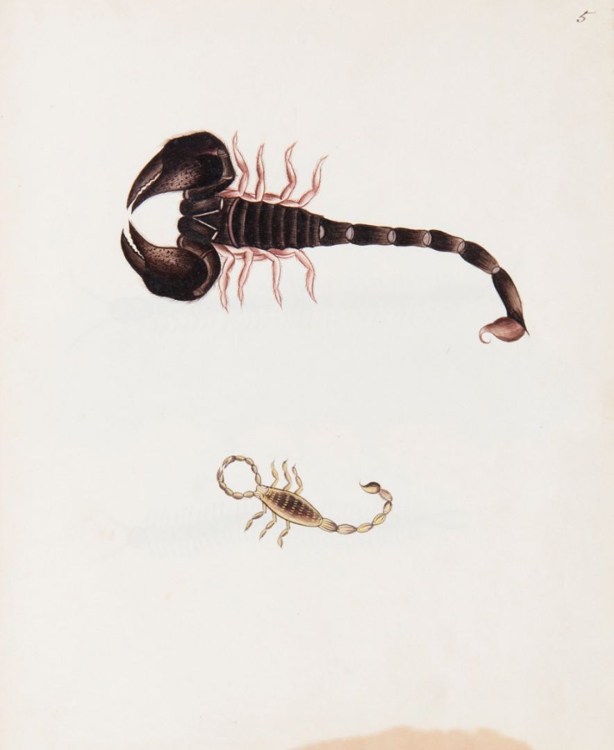 Scorpion of the genus Chaerilus and Indian Red Scorpion (Hottentotta ...
