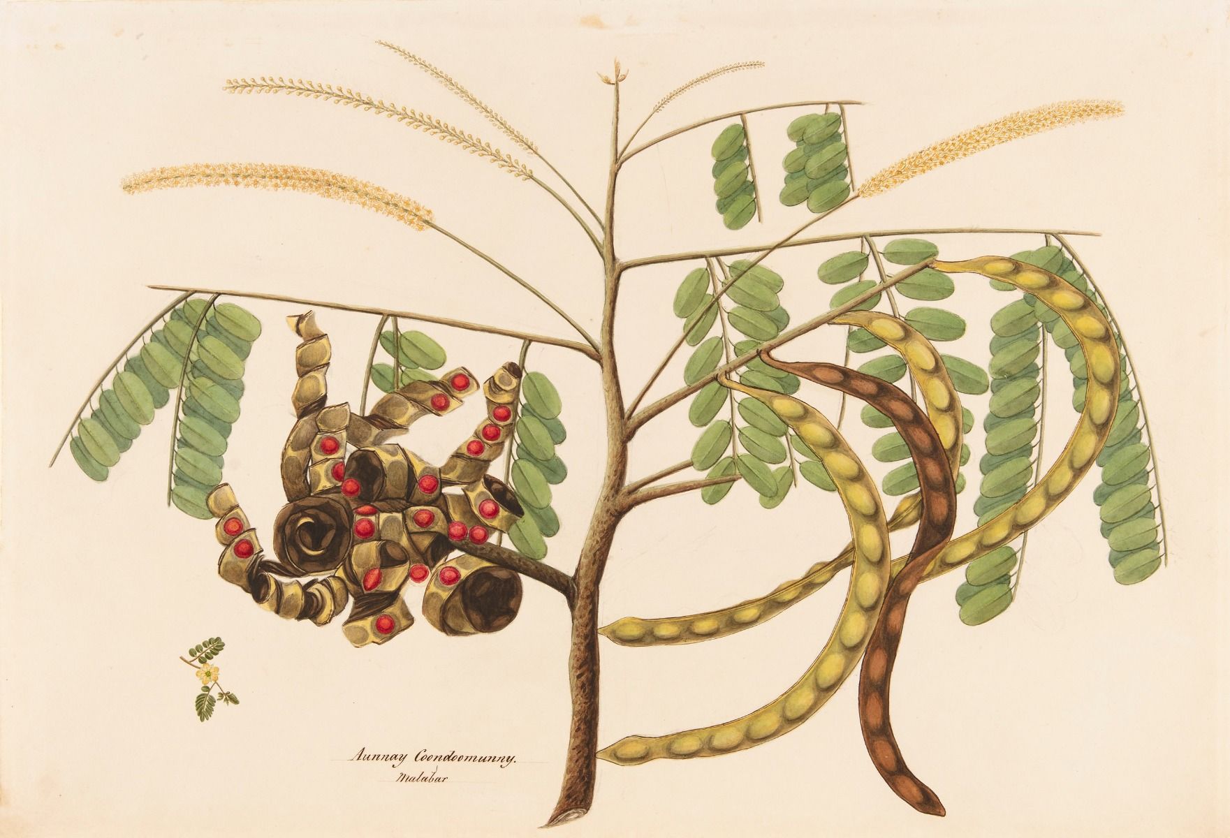 Red Bead Tree (Adenanthera pavonina)