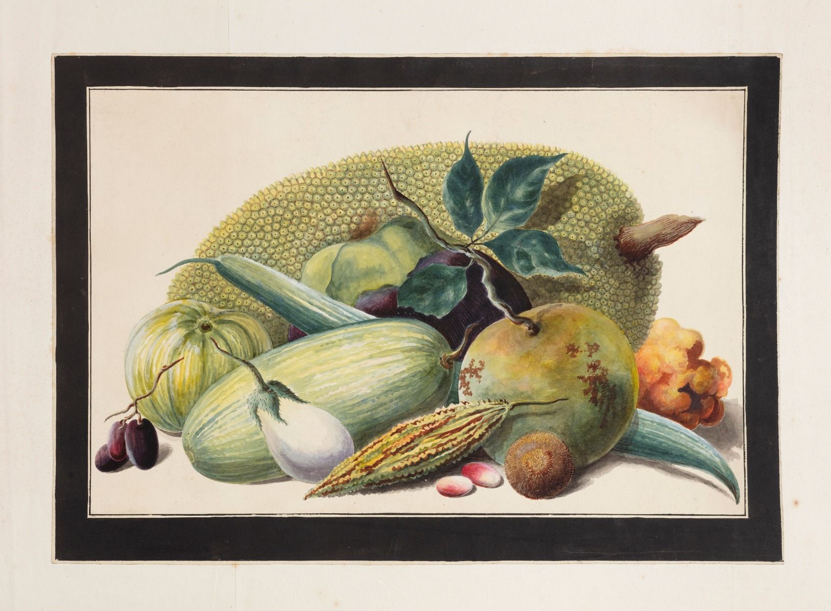 Grape (Vitis vinifera), Melon (Cucumis melo), Melon (Cucumis melo ...