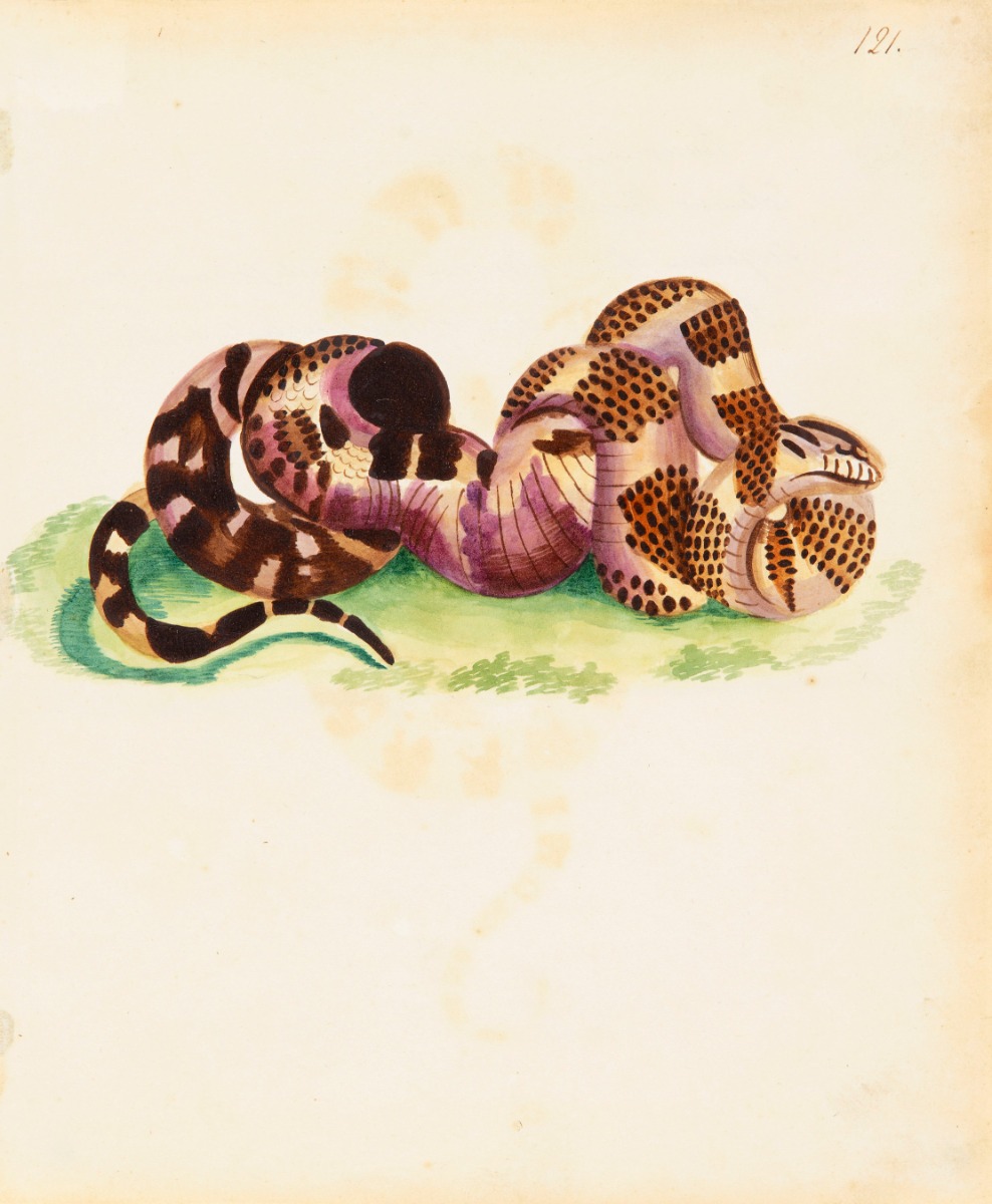 Indian Python / Indian Rock Python (Python molurus)