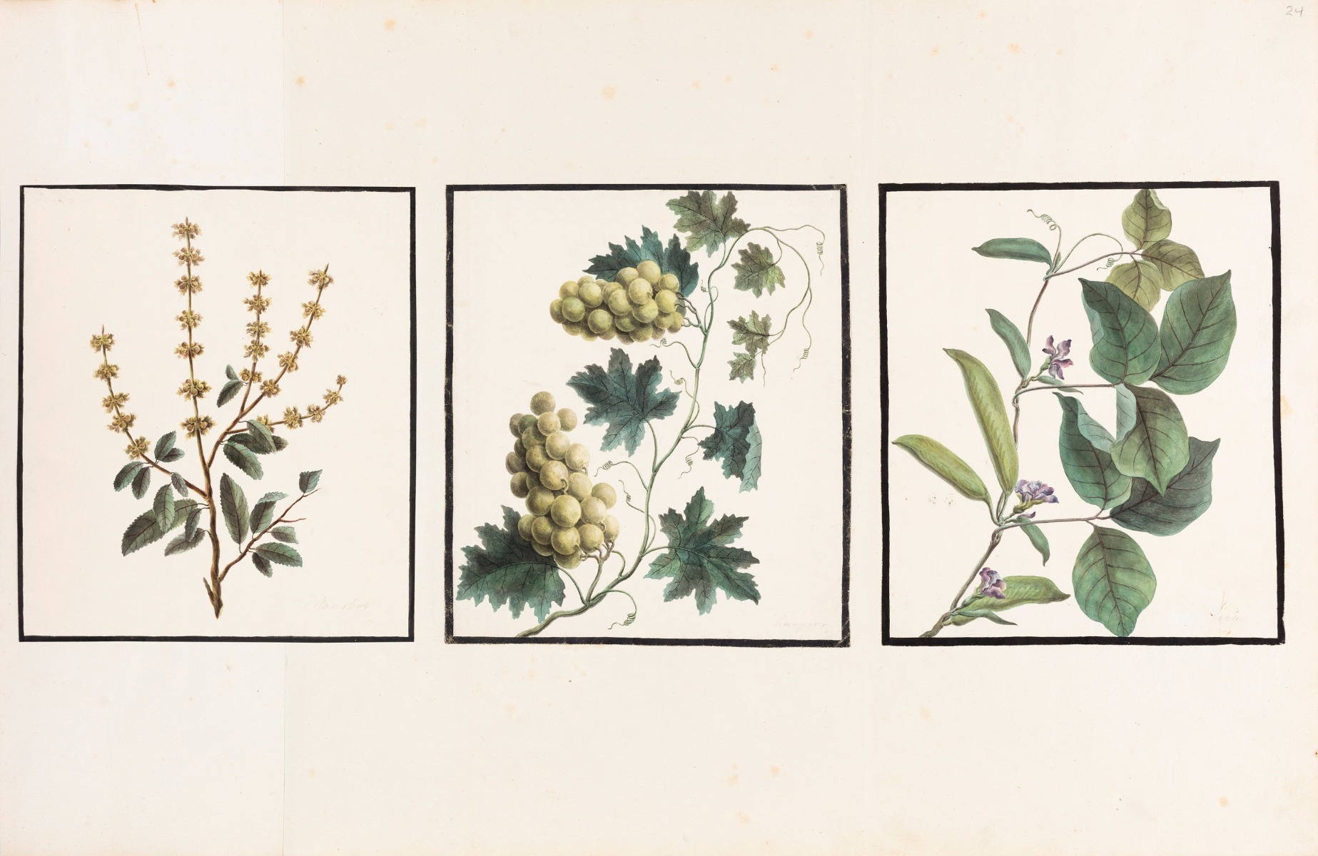 Tulsi (Ocimum tenuiflorum), Grape Vine (Vitis vinifera) and Sword Bean ...