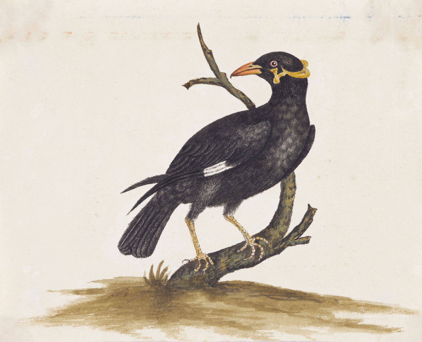 Common Hill Myna (Gracula religiosa)